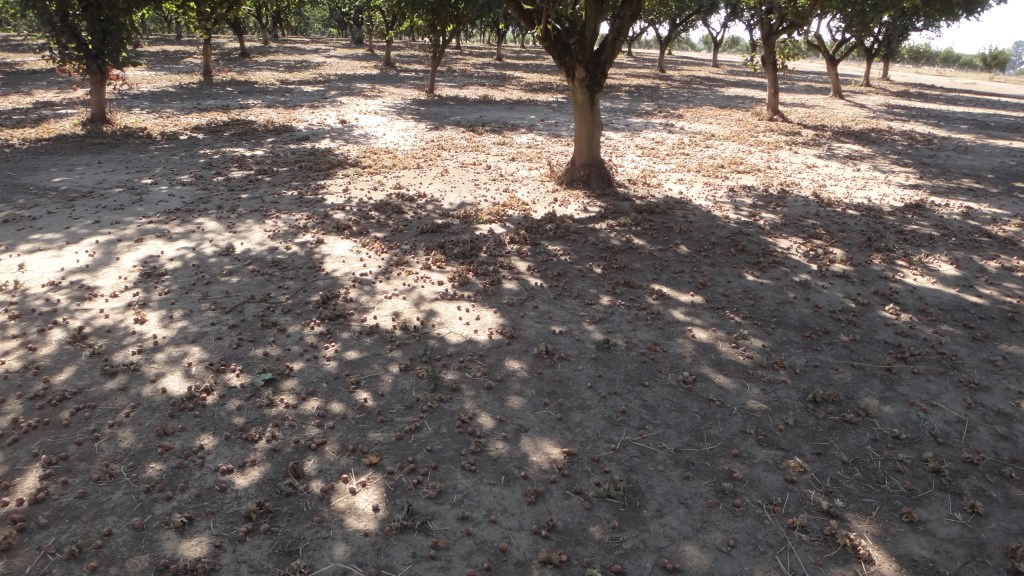 Filbert Harvest From Start to…middle :) – NuttyGrass