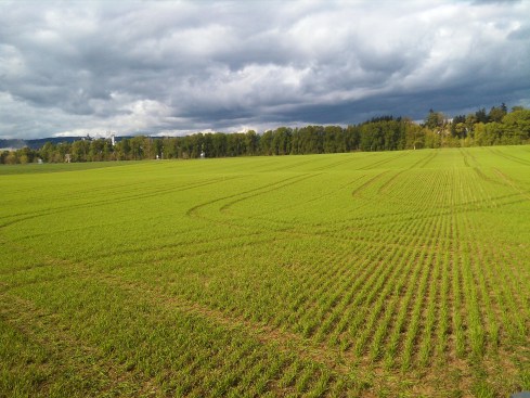 A Farmer’s Response to, “The Real Reason Wheat is Toxic…” – NuttyGrass