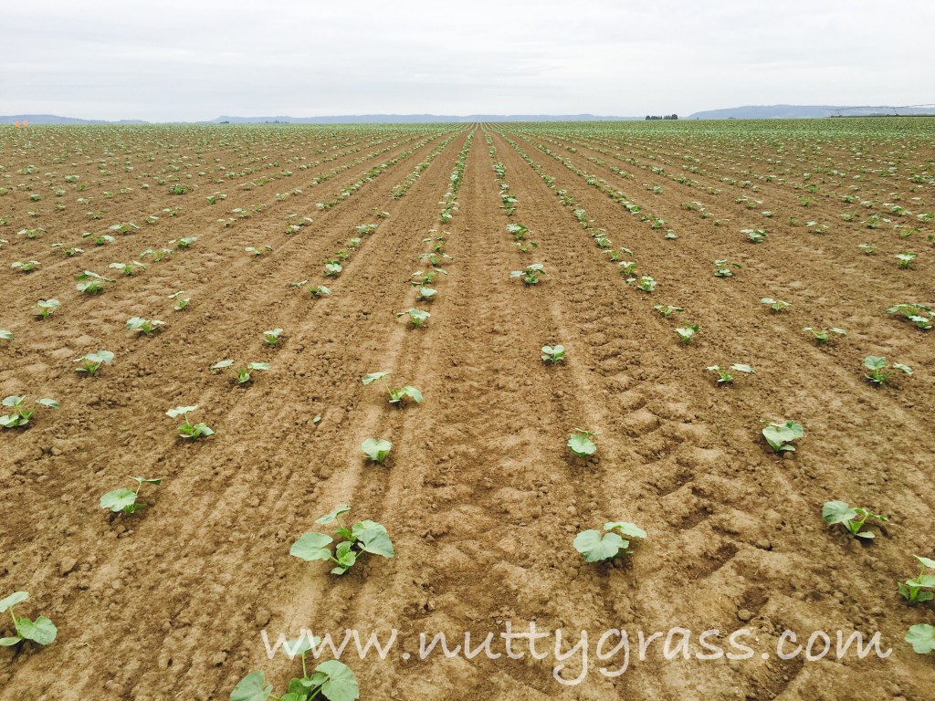Crop Farm Tour – NuttyGrass