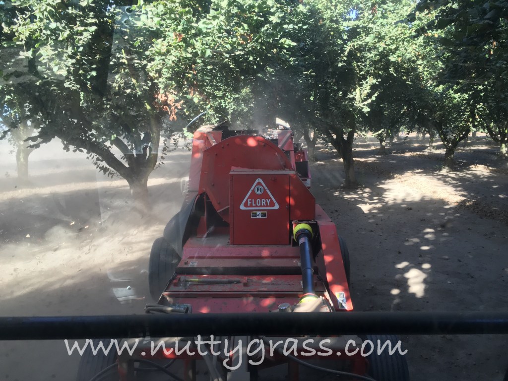 Hazelnut Harvest & a New Harvester (for a day) – NuttyGrass